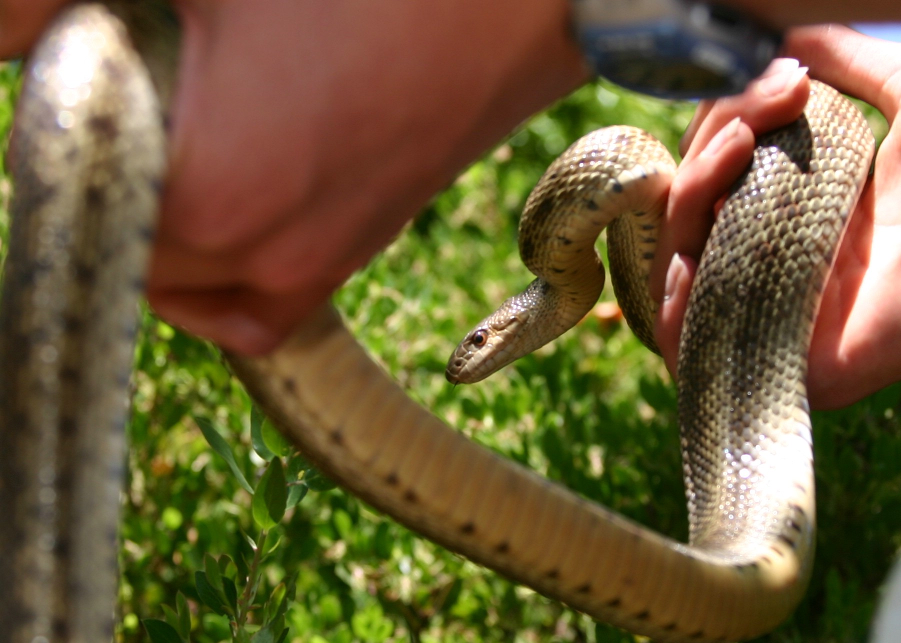 Pacific Gopher Snake
